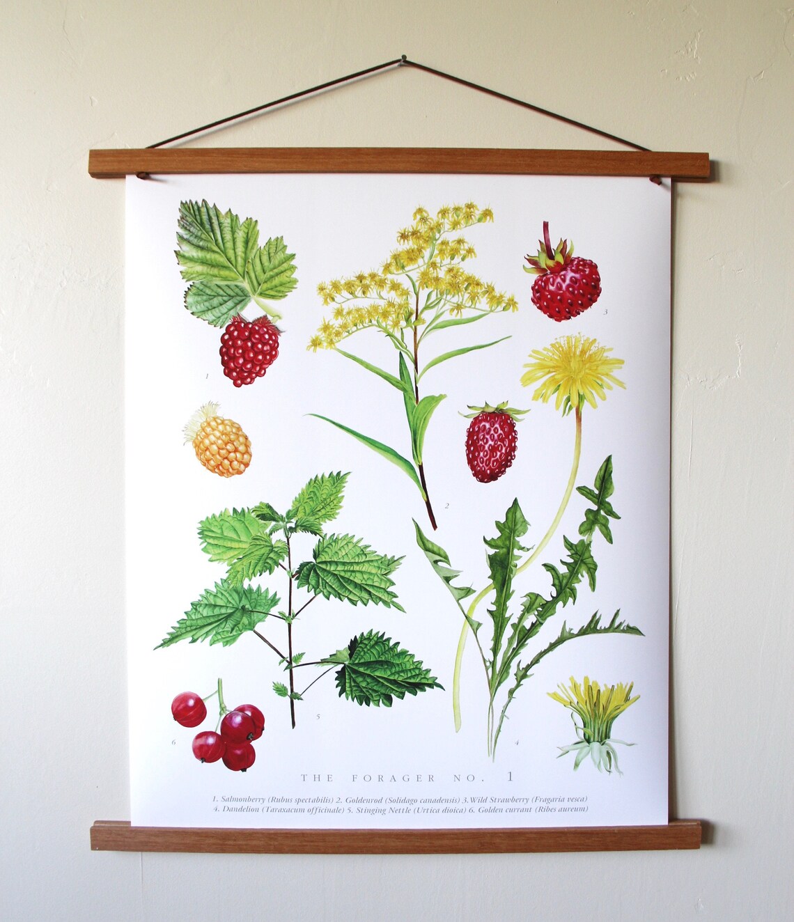 The Forager No. 1 Edible Wild Foods Poster Foraging Poster | Etsy