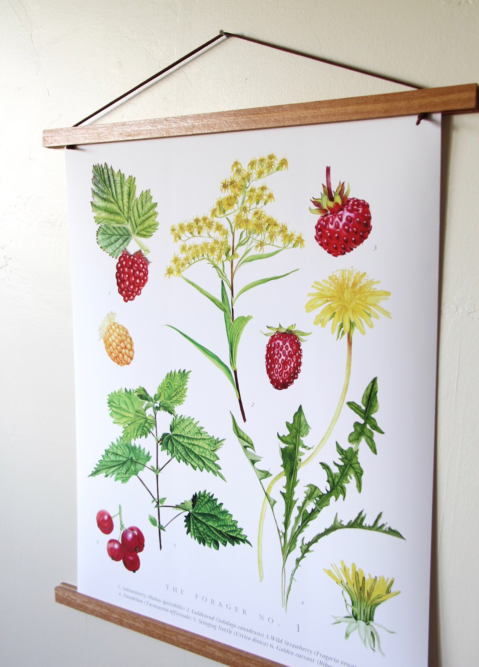 The Forager No. 1 Edible Wild Foods Poster Foraging Poster | Etsy