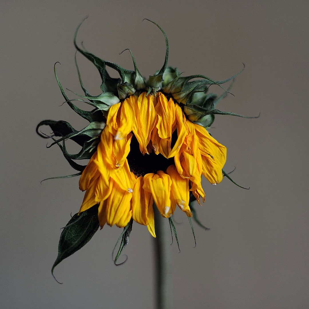 Death, Original Fine Art Photography, Print, Square, Sunflower, Flower ...