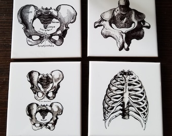 Ceramic Anatomy - Etsy