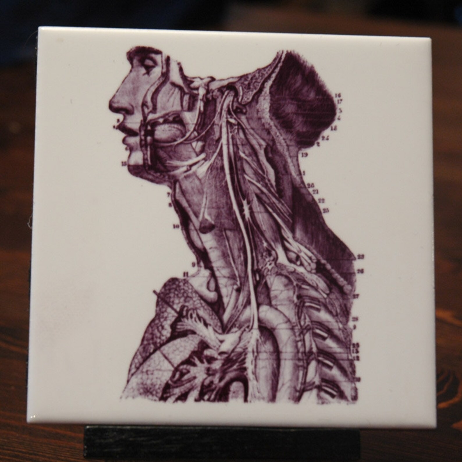 Vintage Anatomy Ceramic Printed Coaster Set of 4 Dark Decor - Etsy