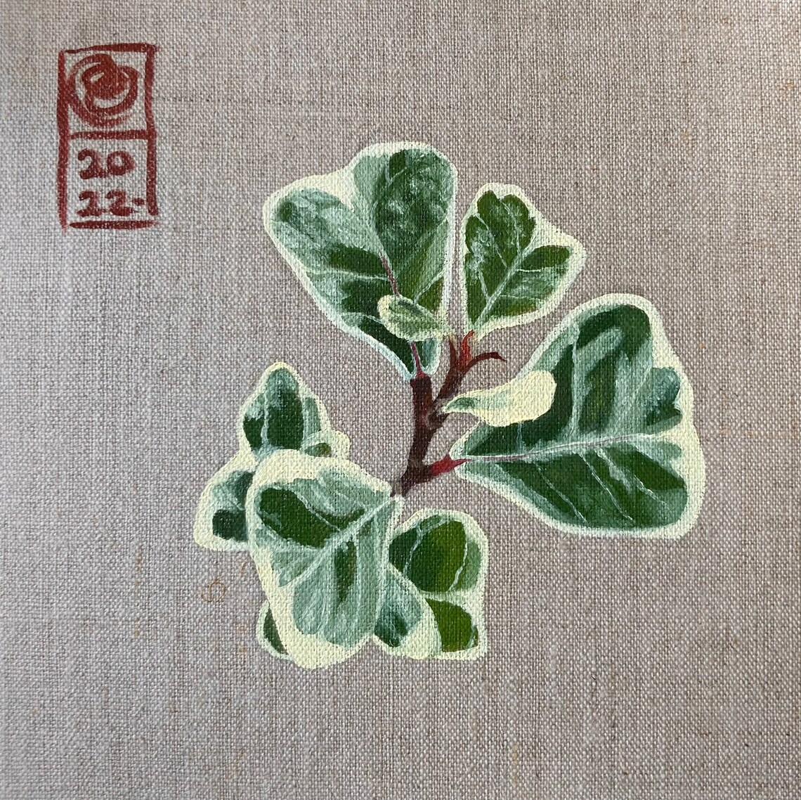 Ficus Triangularis - Etsy