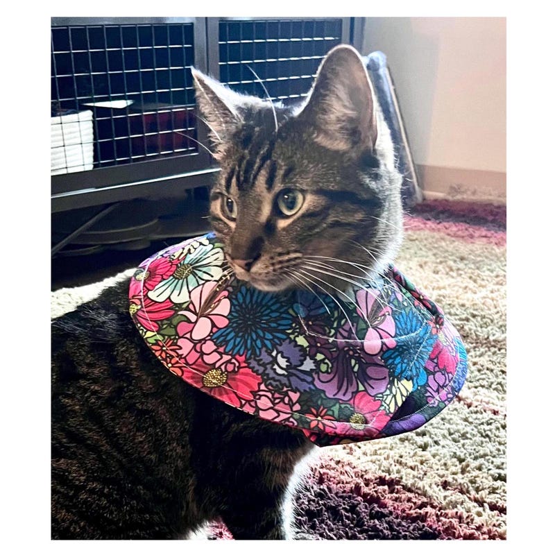 Elizabethan Collar - Etsy