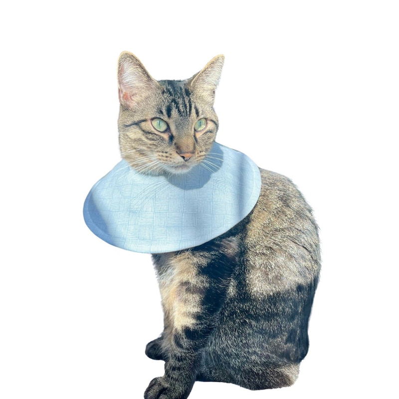 Kitten Elizabethan Collar - Etsy