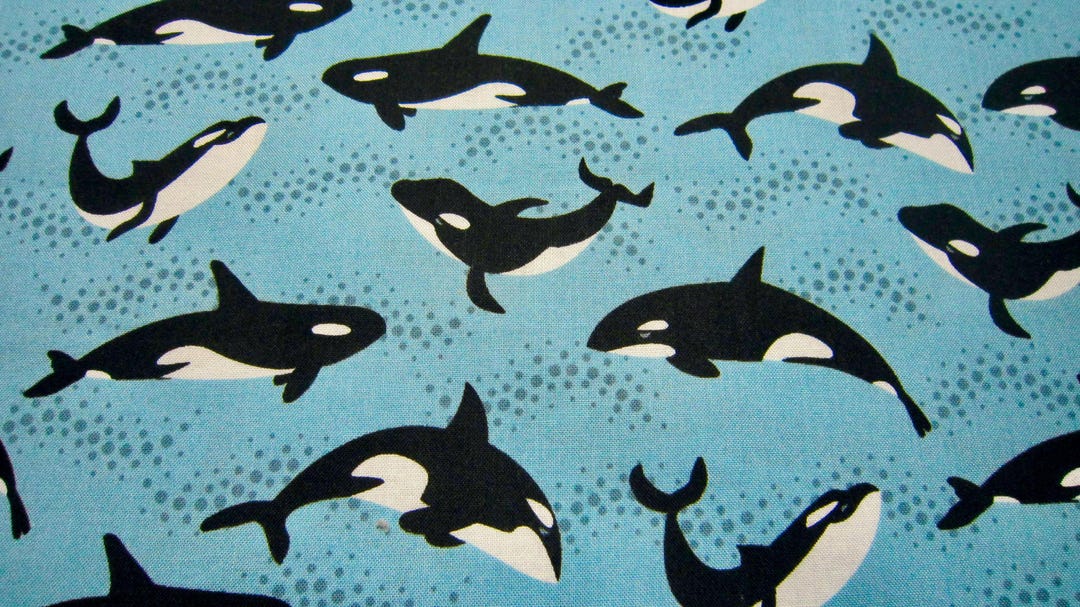 Riley Blake Cotton Orca Whale Fabric Alaska Collection Blue Background ...