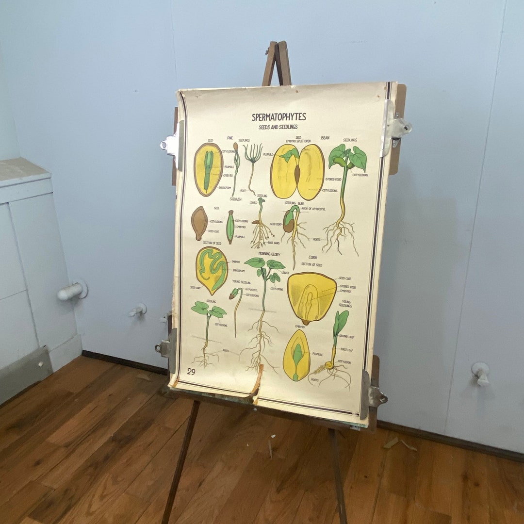 Original Vintage Flora / Fauna Biology Poster 36x24 - Etsy