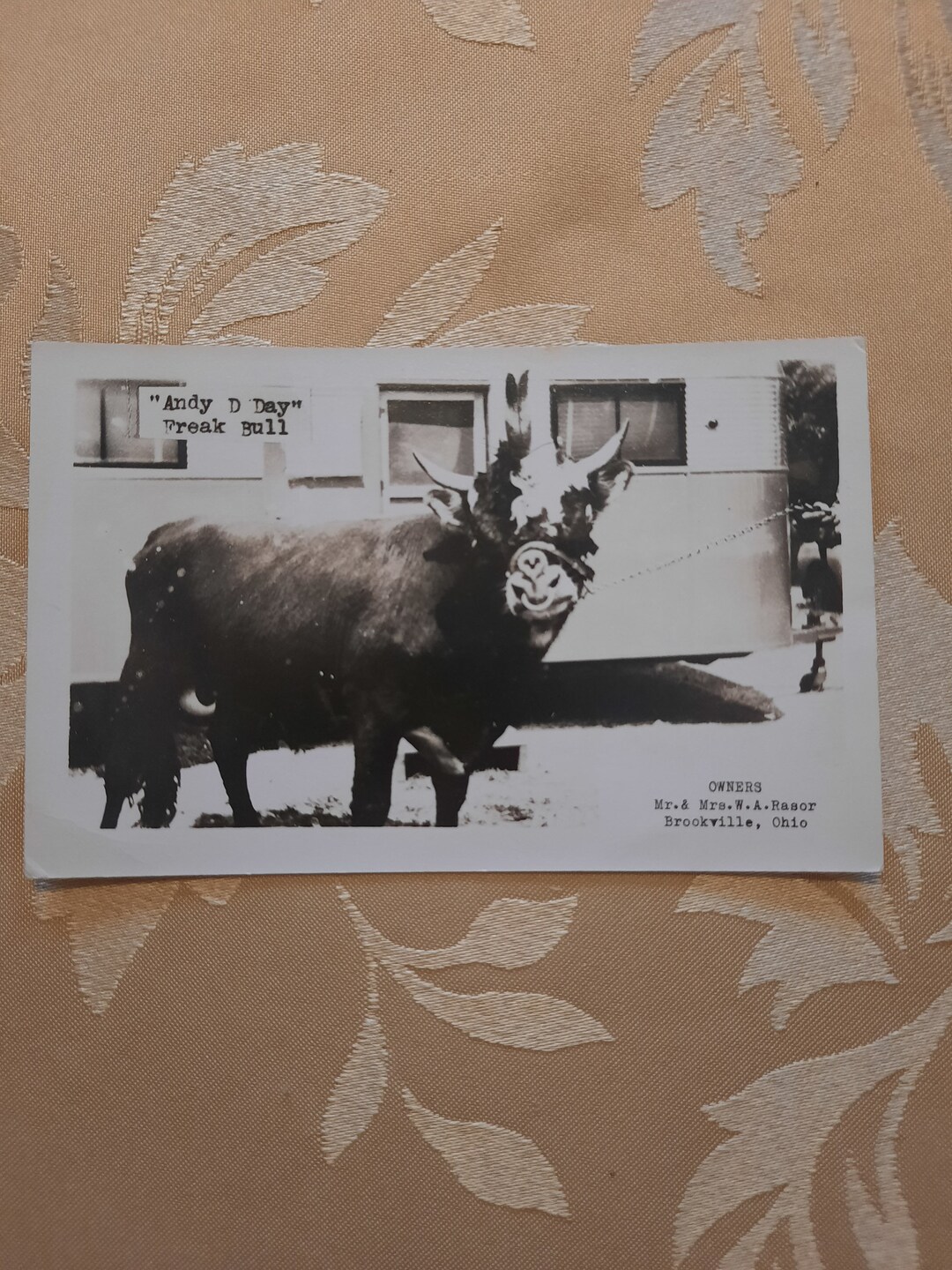 Andry D-day, Freak Bull, Real Photo Postcard - Etsy