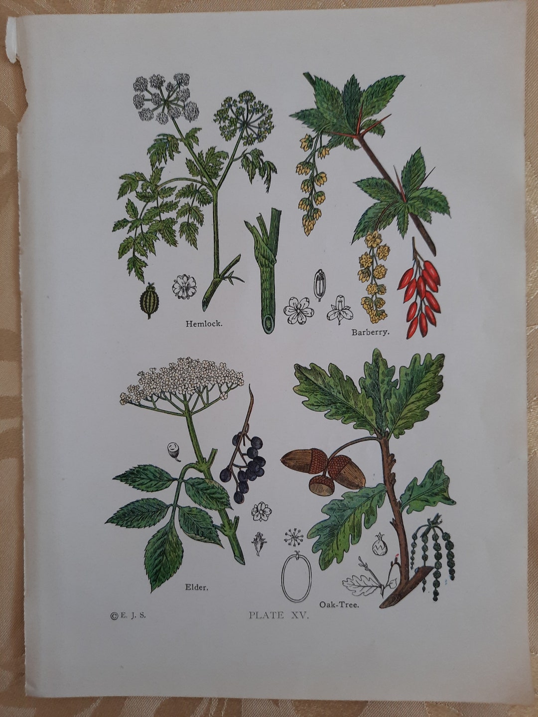 Antique Color Lithograph Common Plants 1916 Hemlock, Barberry, Elder ...