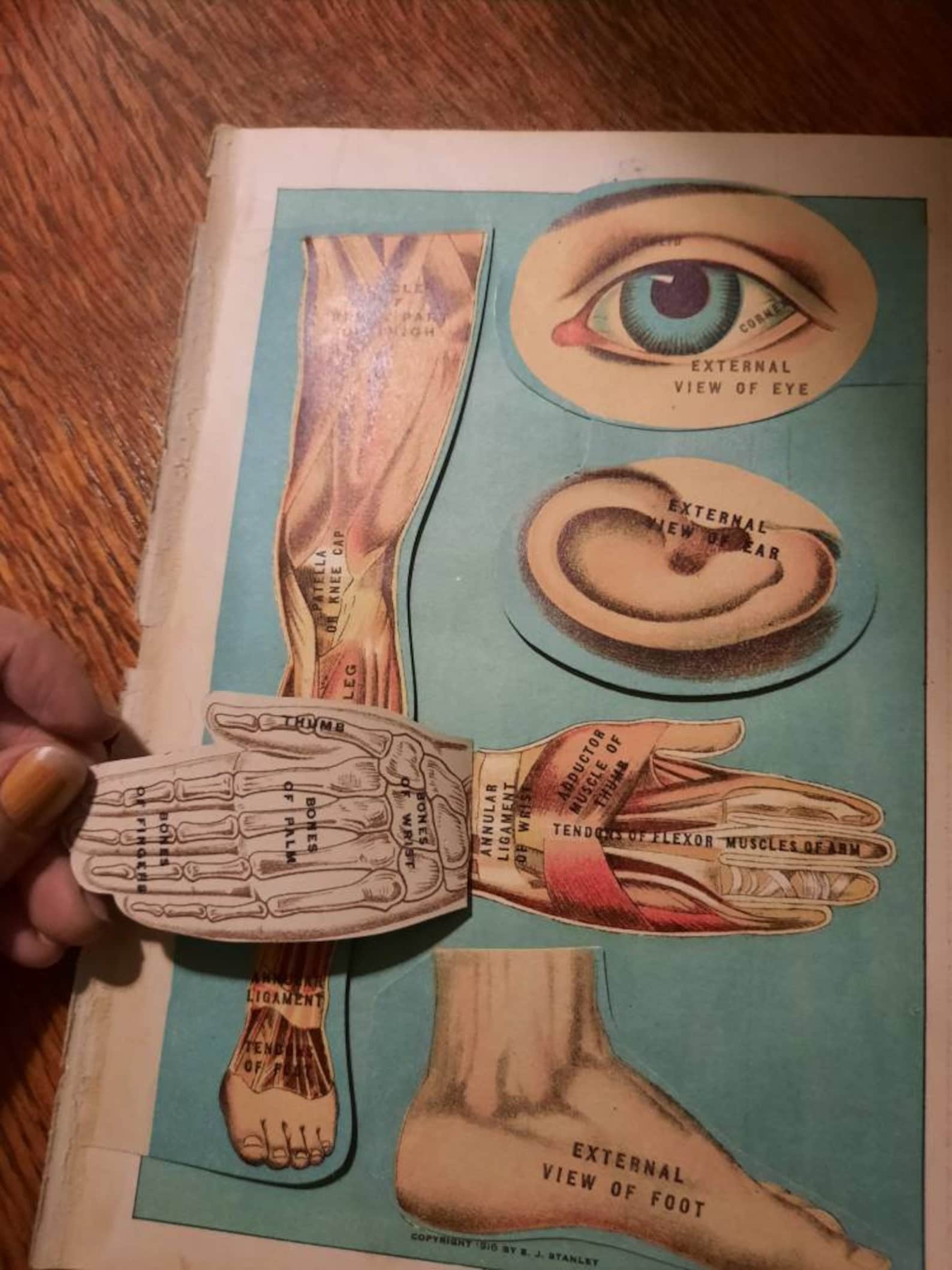 Human Anatomy flip page from the library of health 1916 | Etsy