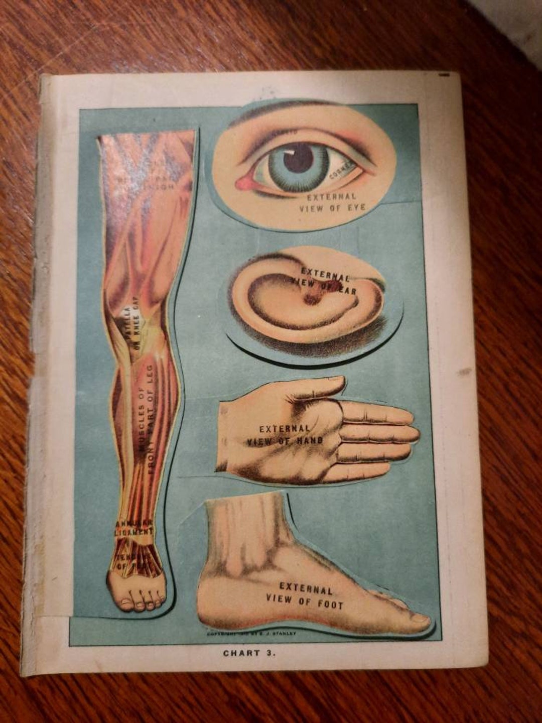 Human Anatomy Flip Page, From the Library of Health, 1916 Printing ...