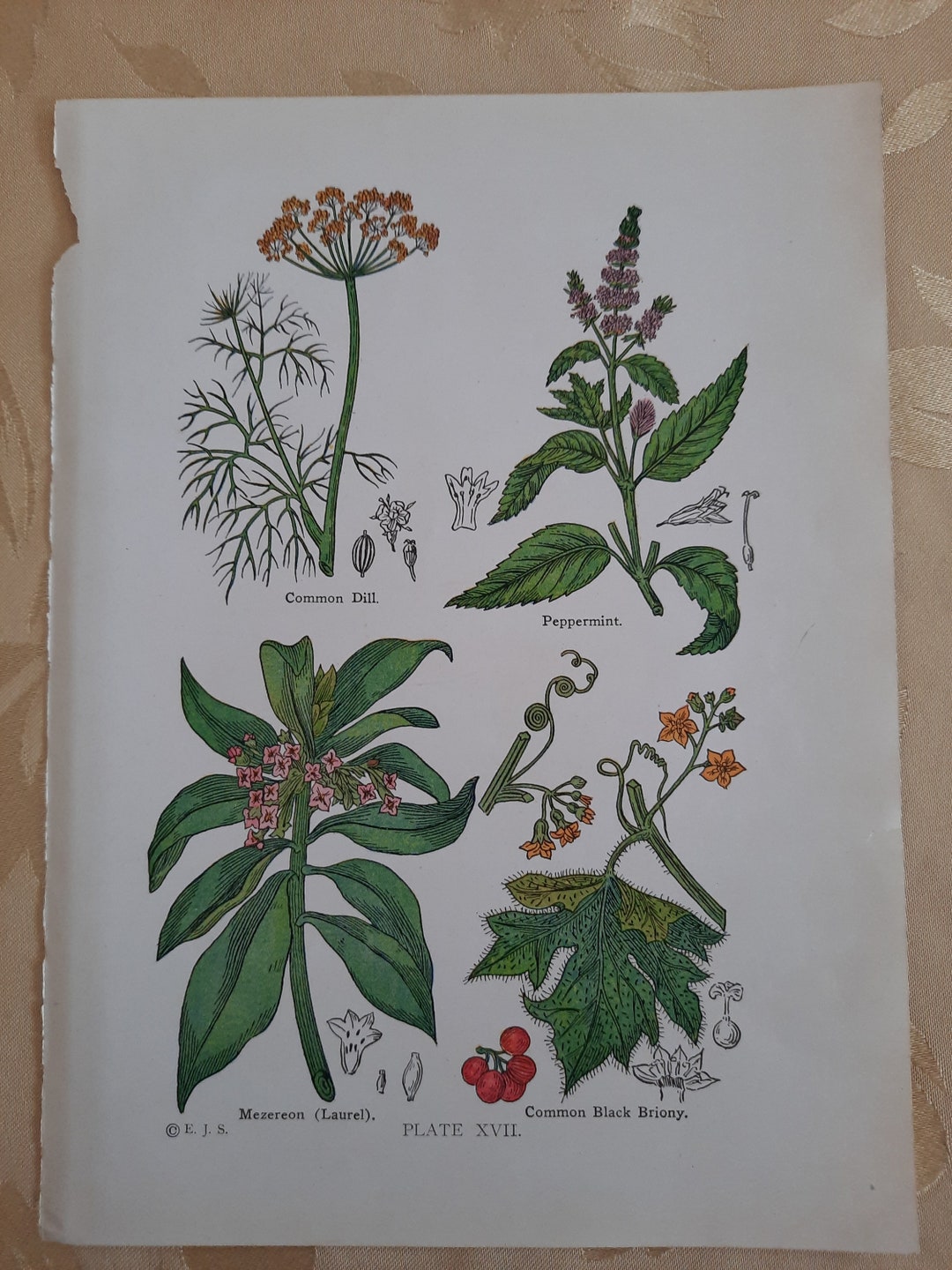 Antique Color Lithograph Common Plants 1916 Dill, Peppermint, Laurel ...