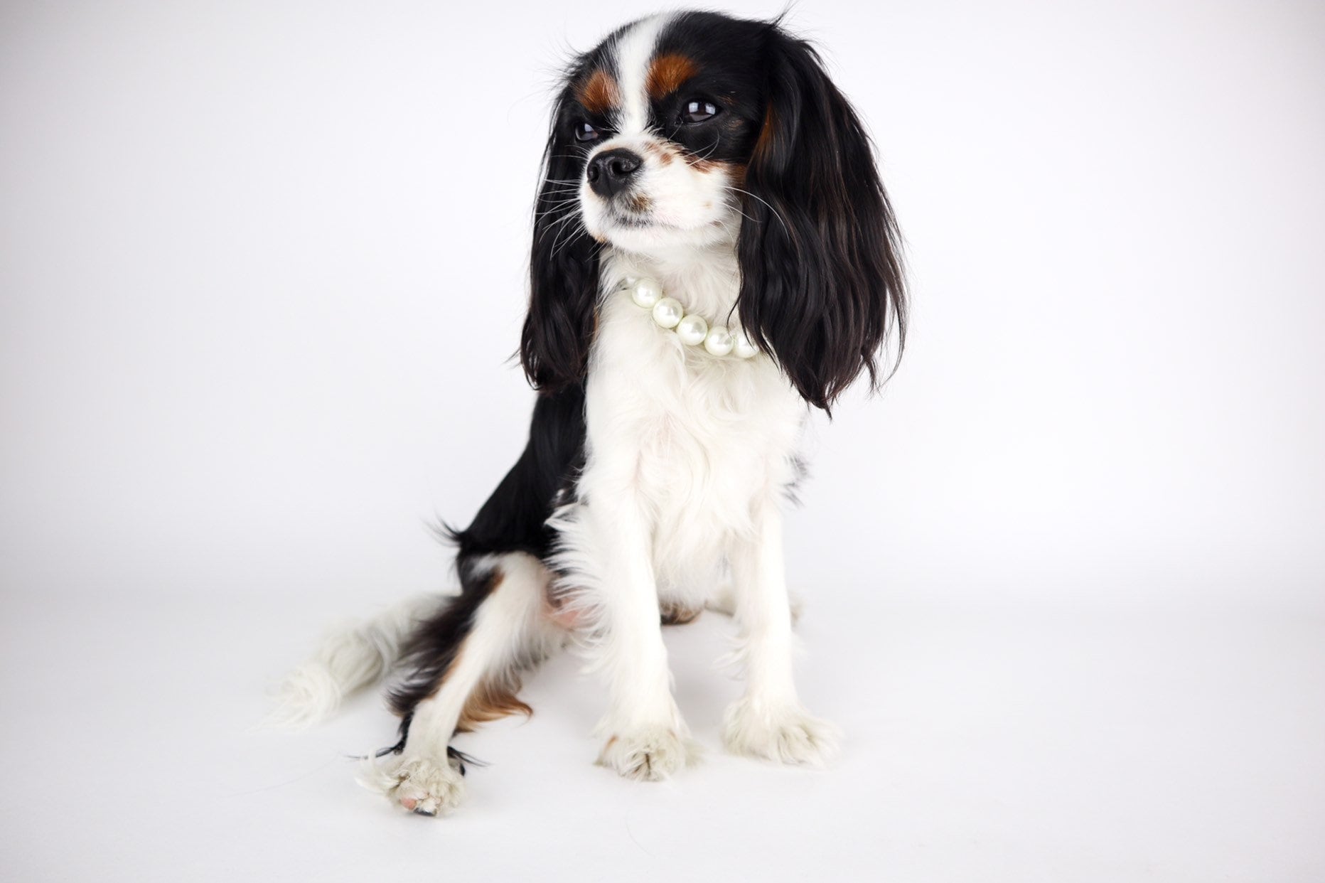 Dog Pearl Necklace Handmade In USA