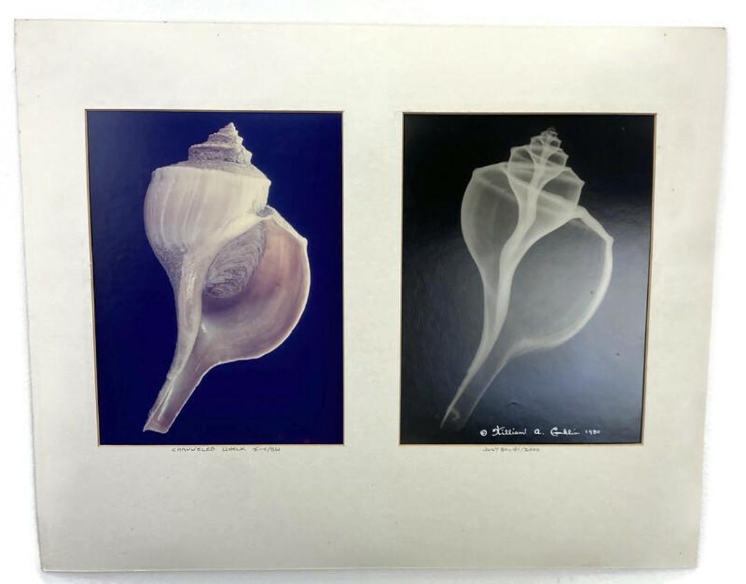 William A. Conklin Channeled Whelk Xray Photography Seashell Art Print ...