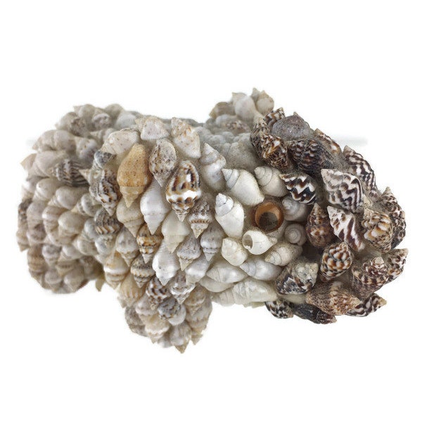 Small Sea Shells - Etsy