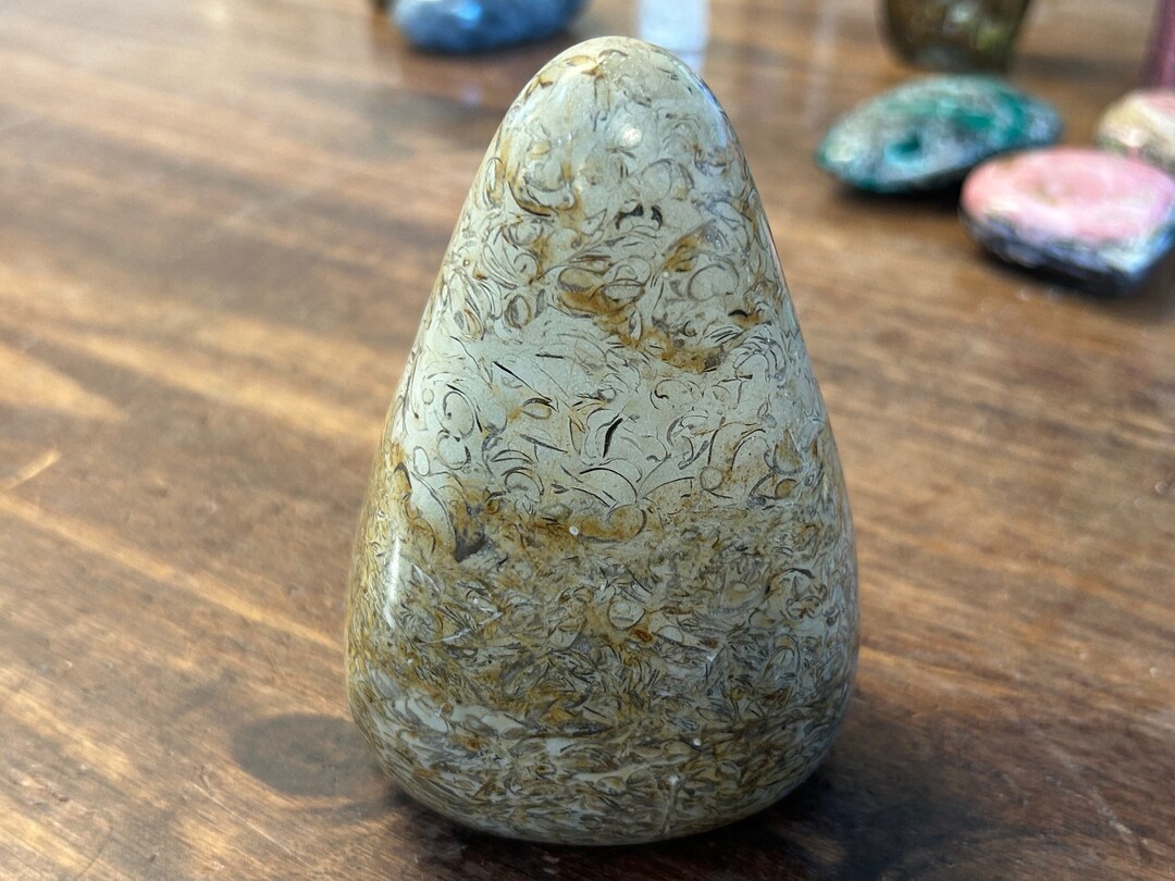 Really Cool Ocean Fossil Stone Freeform | Oceanic Sedimentary Matrix With Invertebrate Parts ...