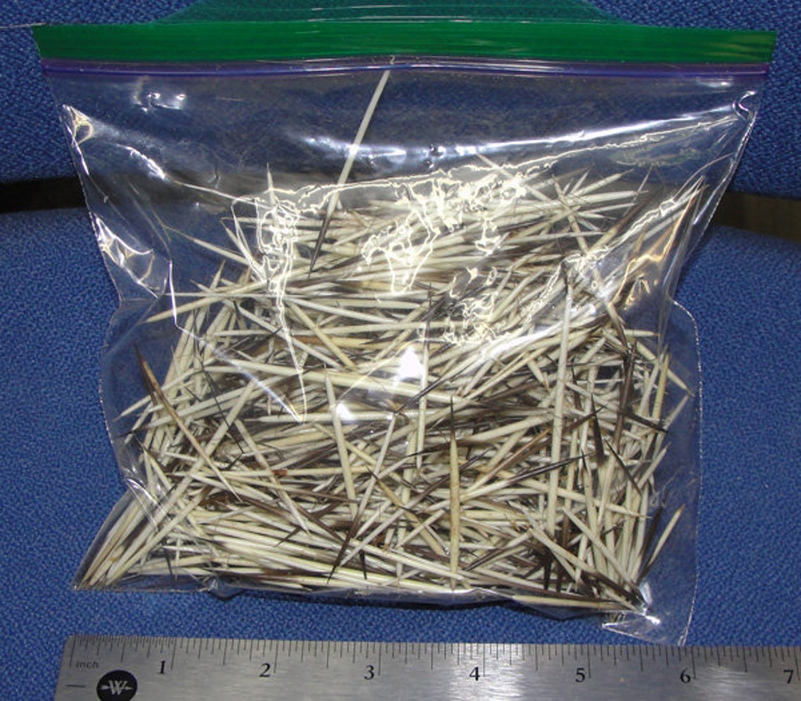 Porcupine Quills Bag of Medium & Small - Etsy