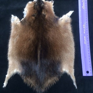Muskrat Pelt - Etsy