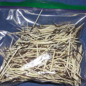 Porcupine Quills Bag of Medium & Small - Etsy