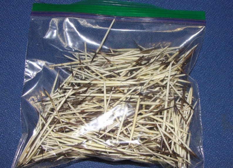 Porcupine Quills Bag of Medium & Small - Etsy
