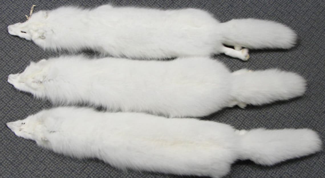 Arctic Fox Pelt | Etsy