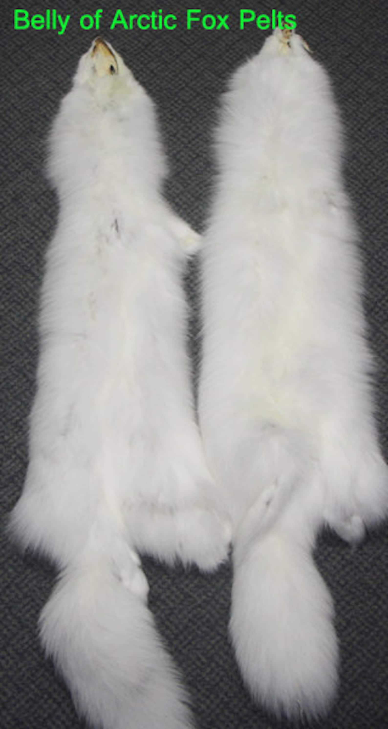 Arctic Fox Pelt - Etsy