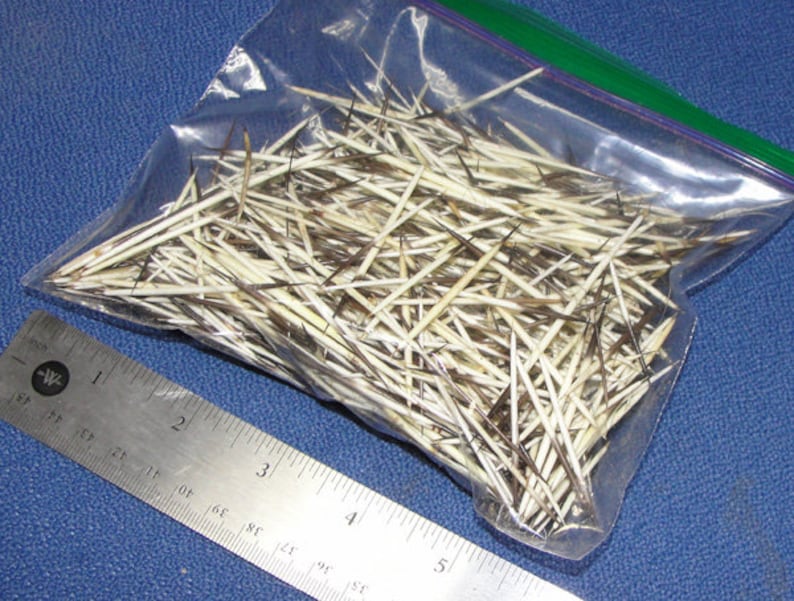 Porcupine Quills Bag of Medium & Small - Etsy