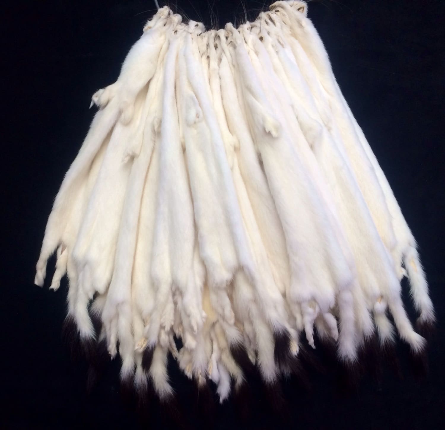 Ermine Skins - Etsy