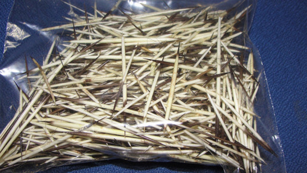 Porcupine Quills Bag of Medium & Small - Etsy