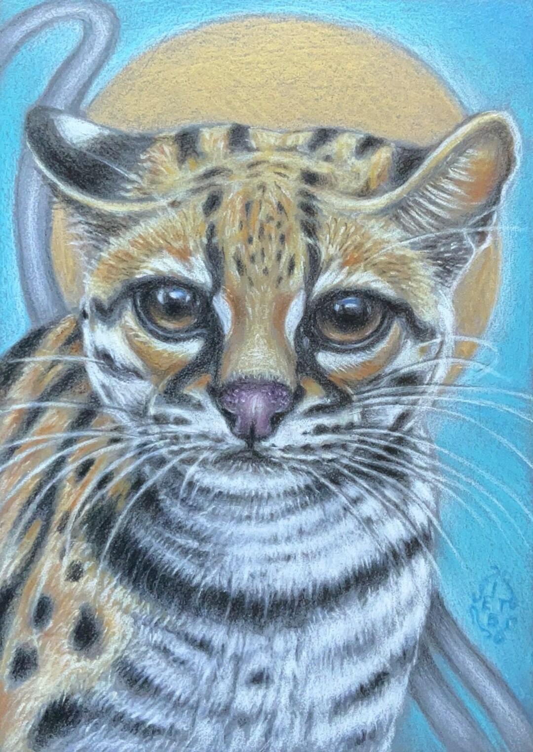 Margay Wild Cat Colored Pencil Drawing on Panel and Limited Edition ...