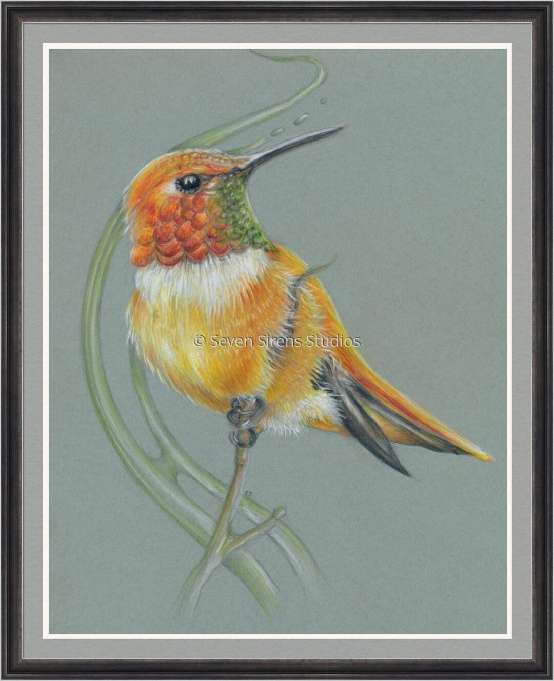 Rufous Hummingbird Canada Birds Series Unique Style Coloured Pencil ...