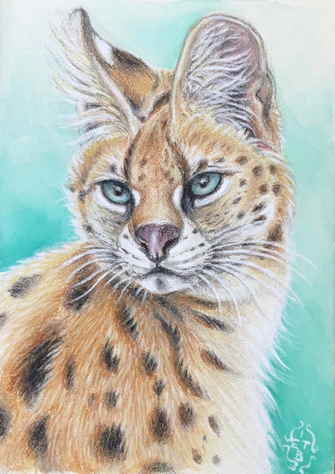 Serval Wild Cat Original Colored Pencil Art Drawing on Panel Limited ...