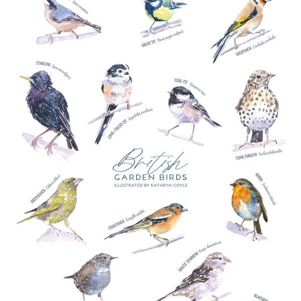 Uk Bird Identification Poster - Etsy UK