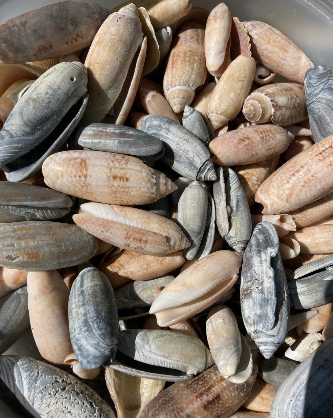 Lettered Olive Shells 100 About 1 Pound From Myrtle Beach, South ...