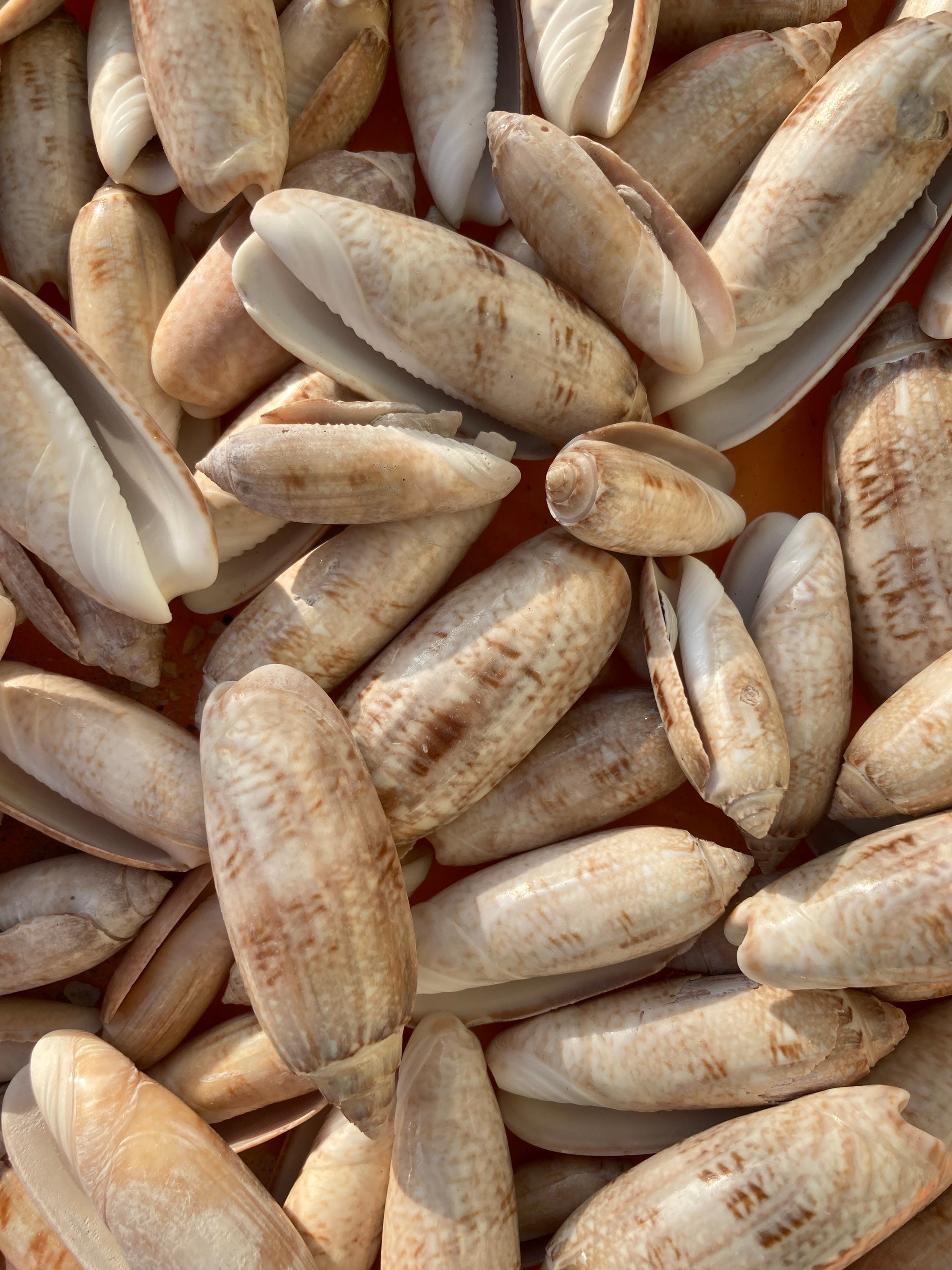 Lettered Olive Shells 100 About 1 Pound From Myrtle Beach, South ...