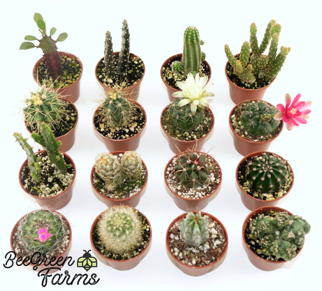 Assorted Cactus in 2" Pot - Small Live Cacti - Guest Favors, Gift ...