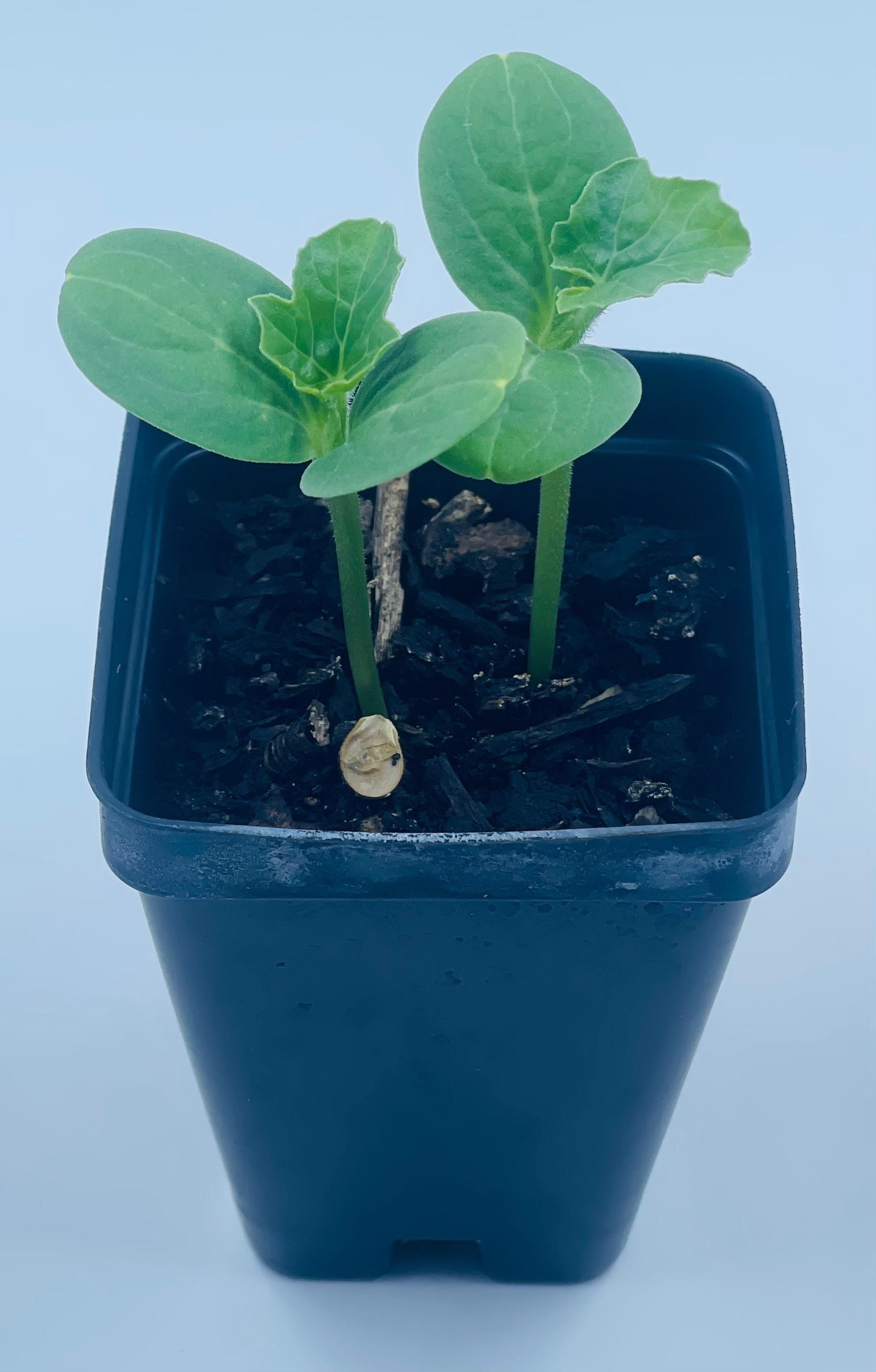 Watermelon Sprouts