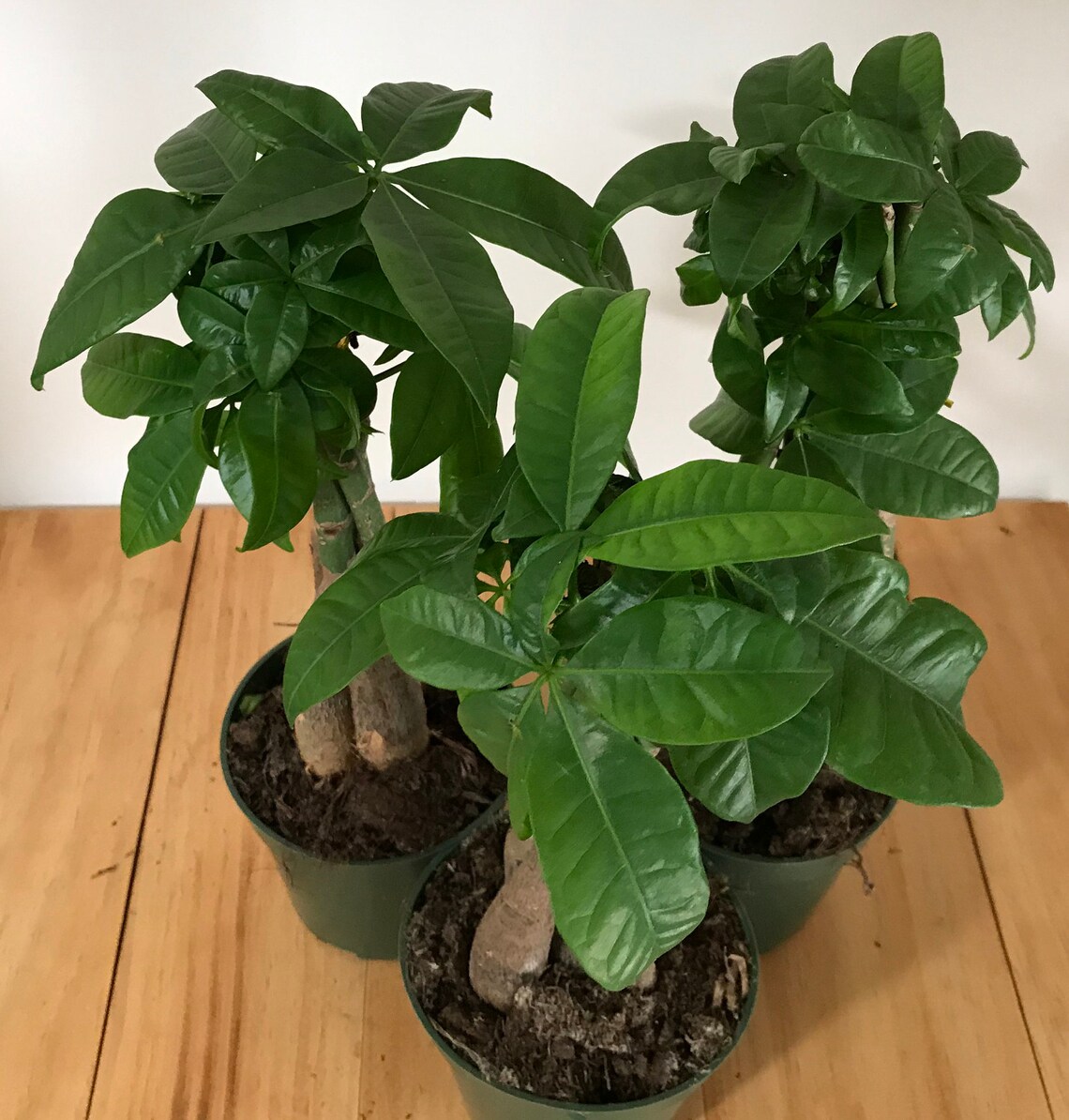 Braided Money Tree Plant - Pachira Aquatica - 4" Pot - Etsy
