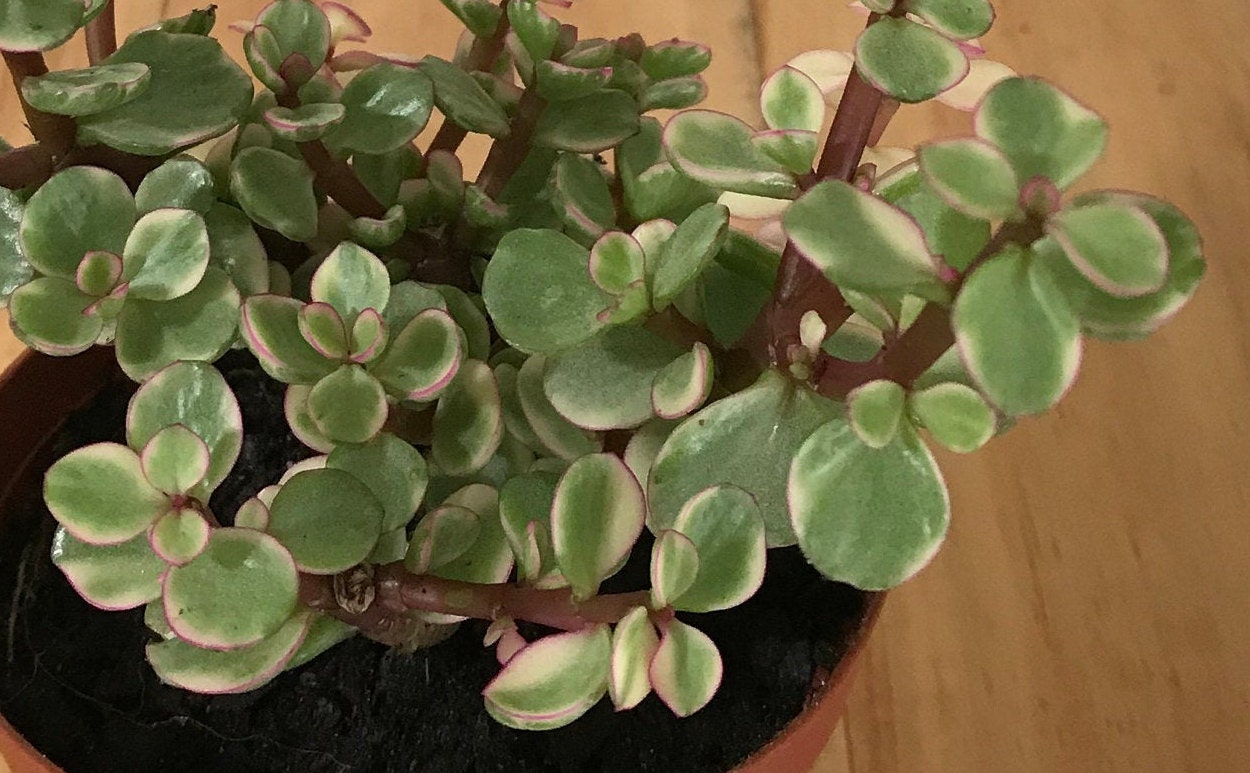 Live Elephant Rainbow Bush Plant Portulaca Afra Pot Sizes | Etsy