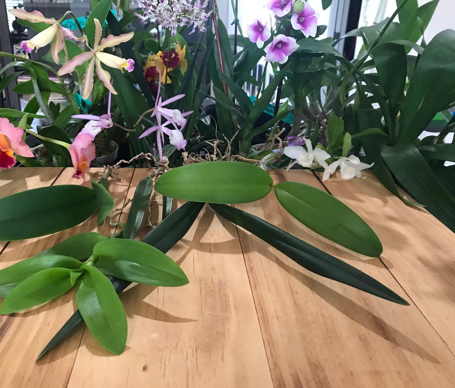 4 Bareroot Orchid SEEDLINGS Bundle Live Plant Dendrobium - Etsy