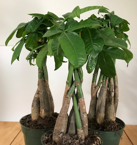 Braided Money Tree Plant Pachira Aquatica 4 Pot | Etsy