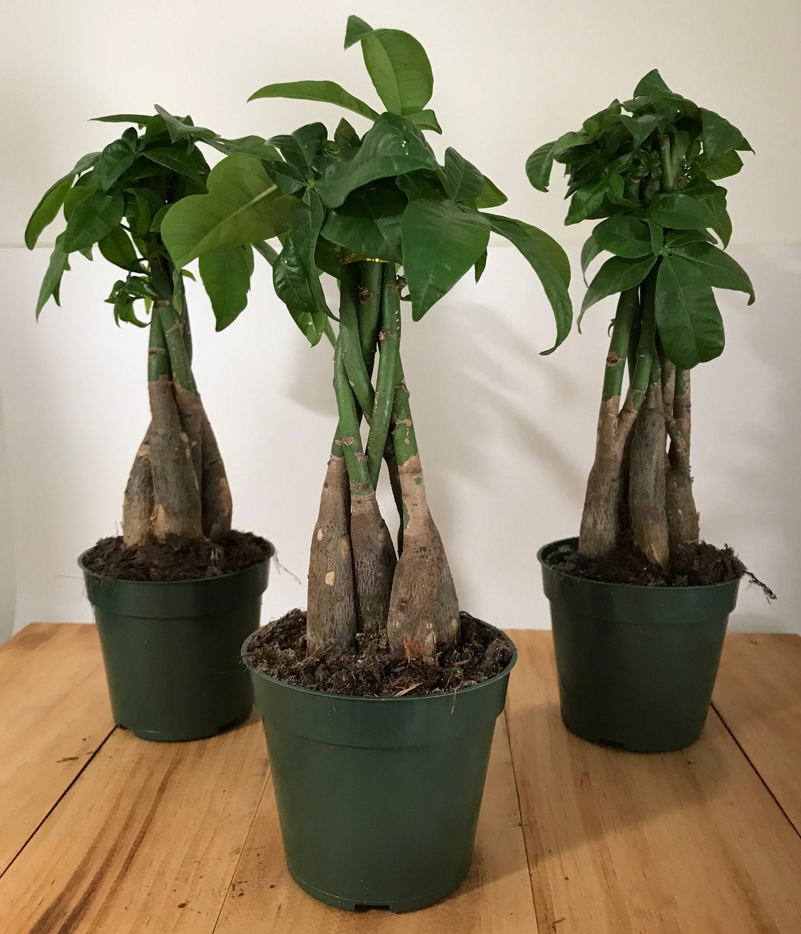 Braided Money Tree Plant Pachira Aquatica 4 Pot | Etsy