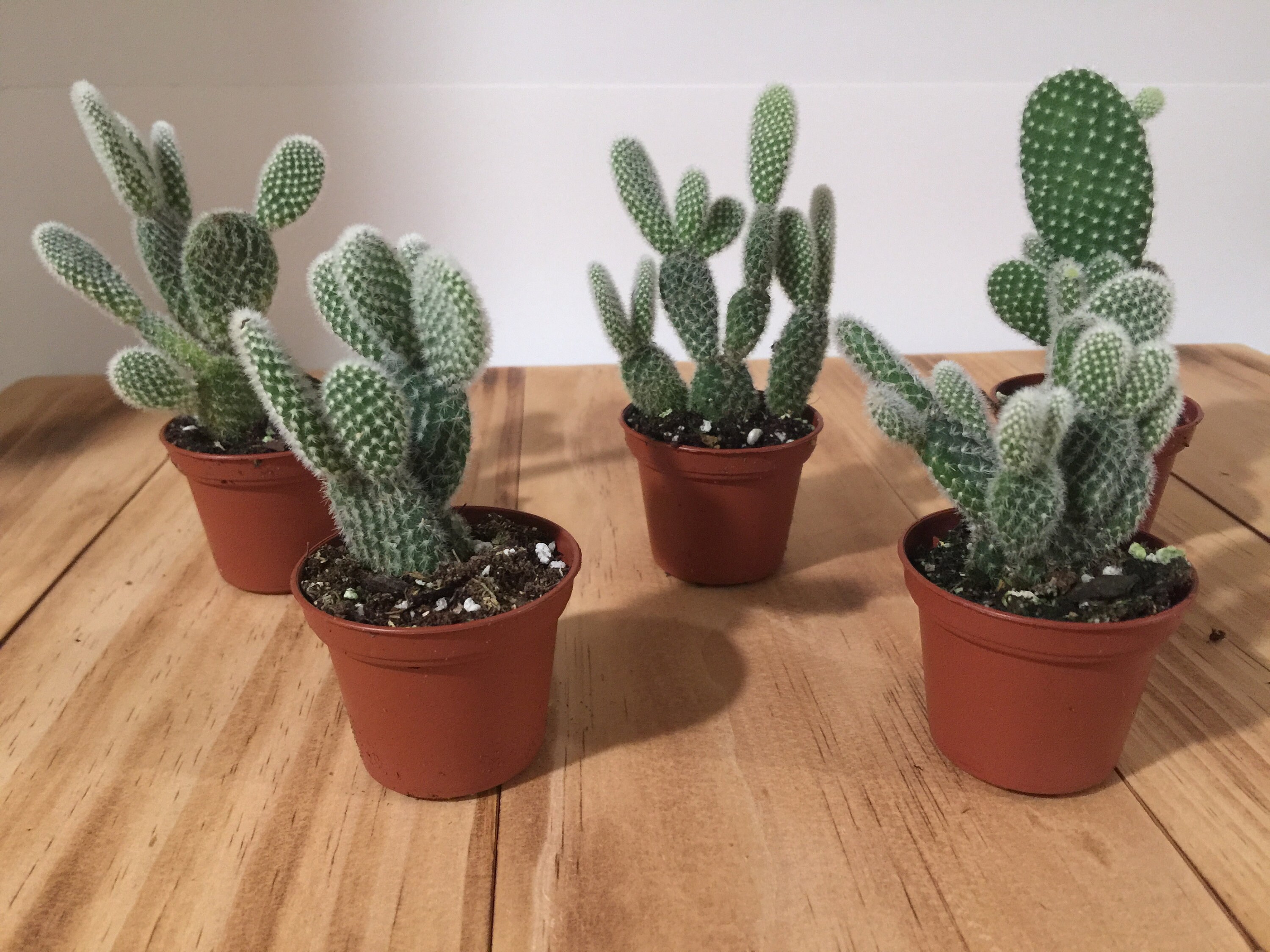 White Angel Wing Optunia Cactus Bunny Ear Cacti Small Live - Etsy