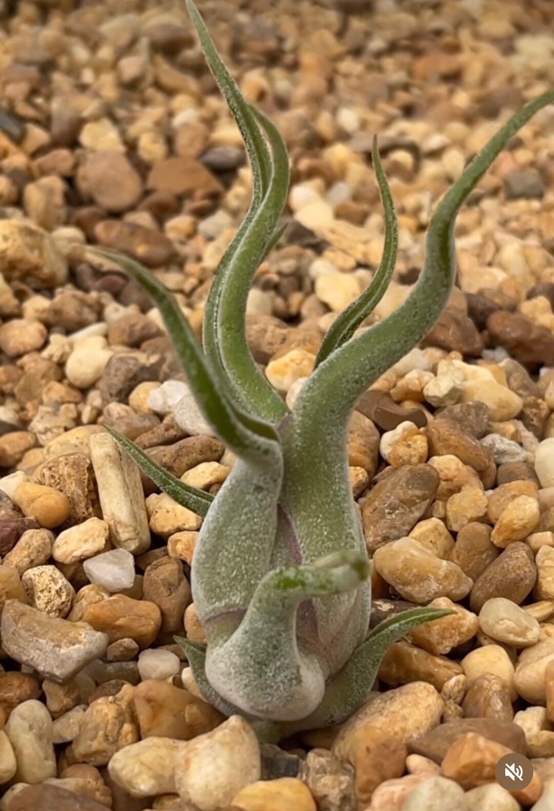 Caput Medusae - Tillandsia Air Plant - Octopus Medusa - Bromeliaceae - Etsy