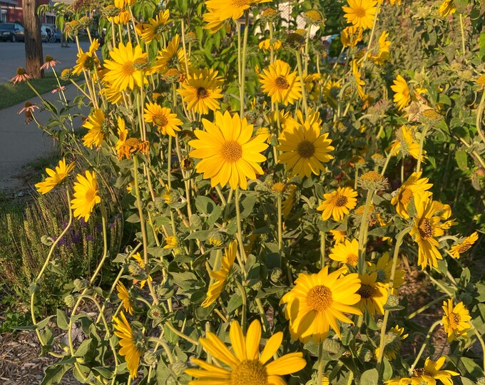 Downy Sunflower Seeds (helianthus Mollis) - US Native Perennial - Etsy