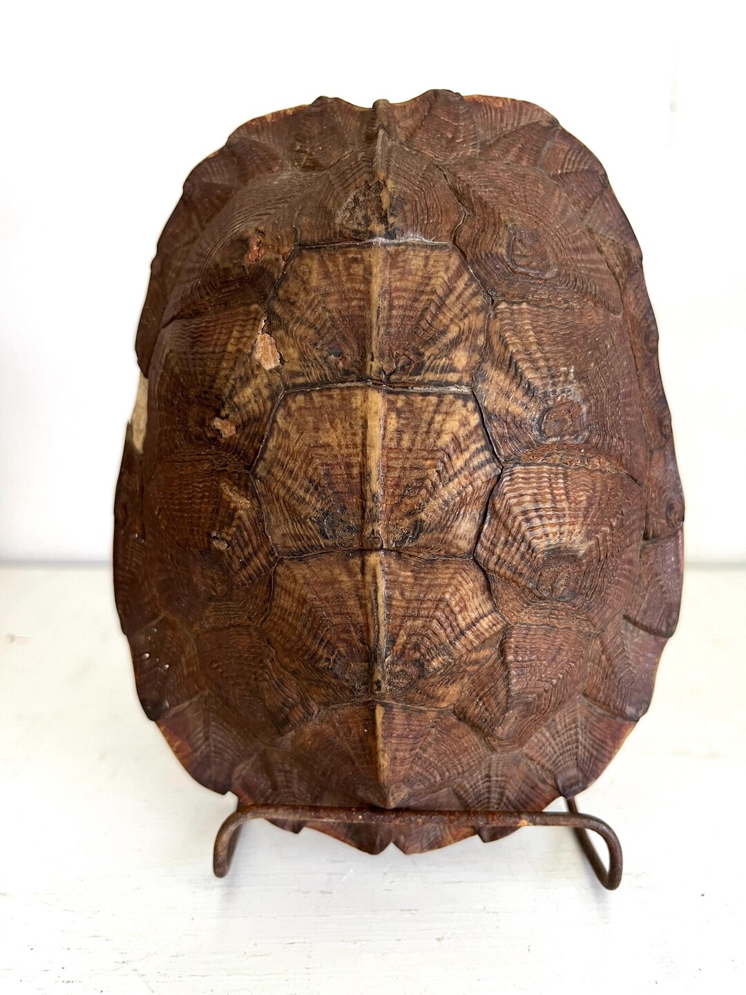Real Turtle Shell and Display Stand - Etsy