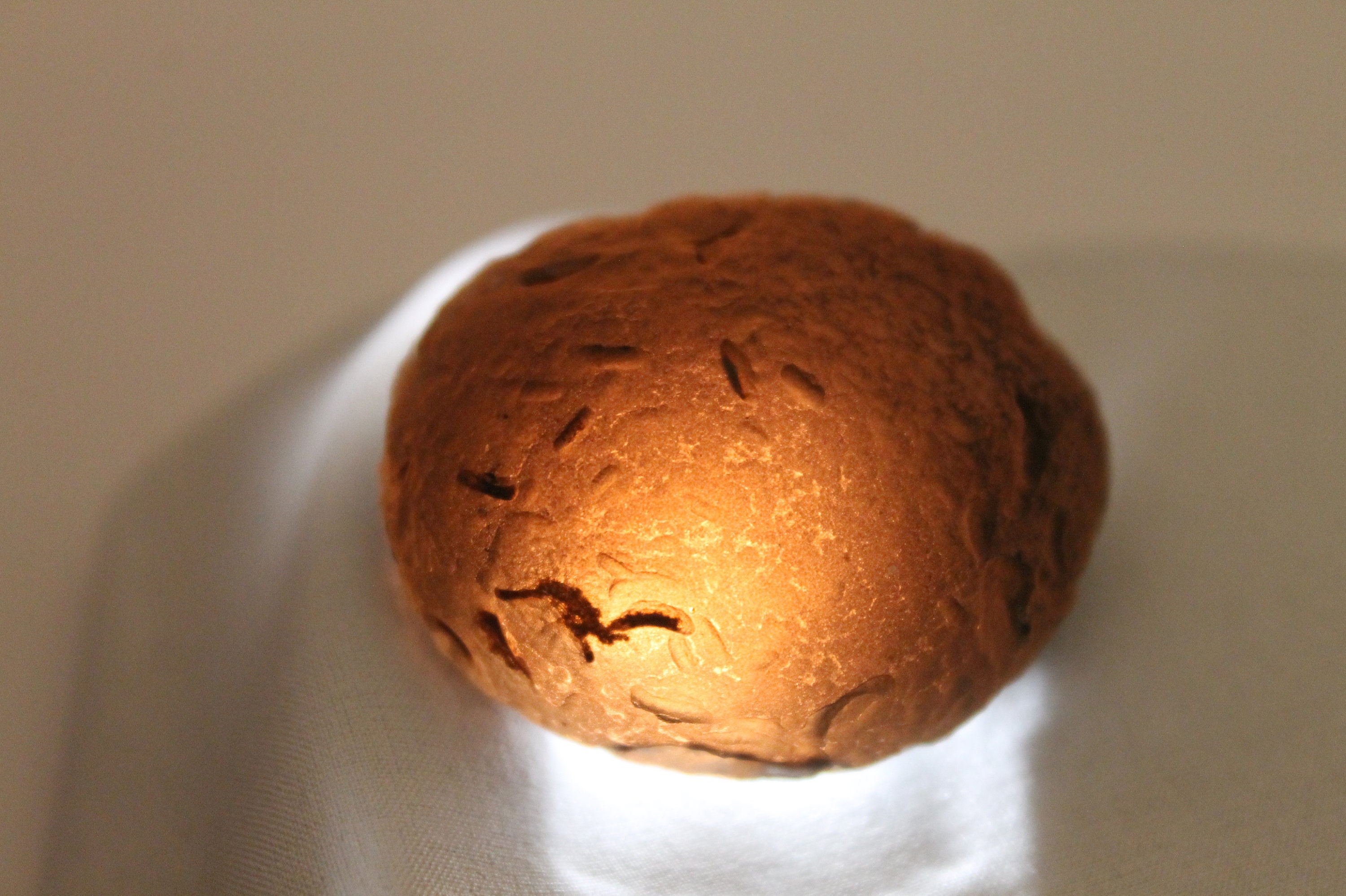 Large Saffordite Cintamani Tektite- Cintamani Stone from Arizona, USA ...