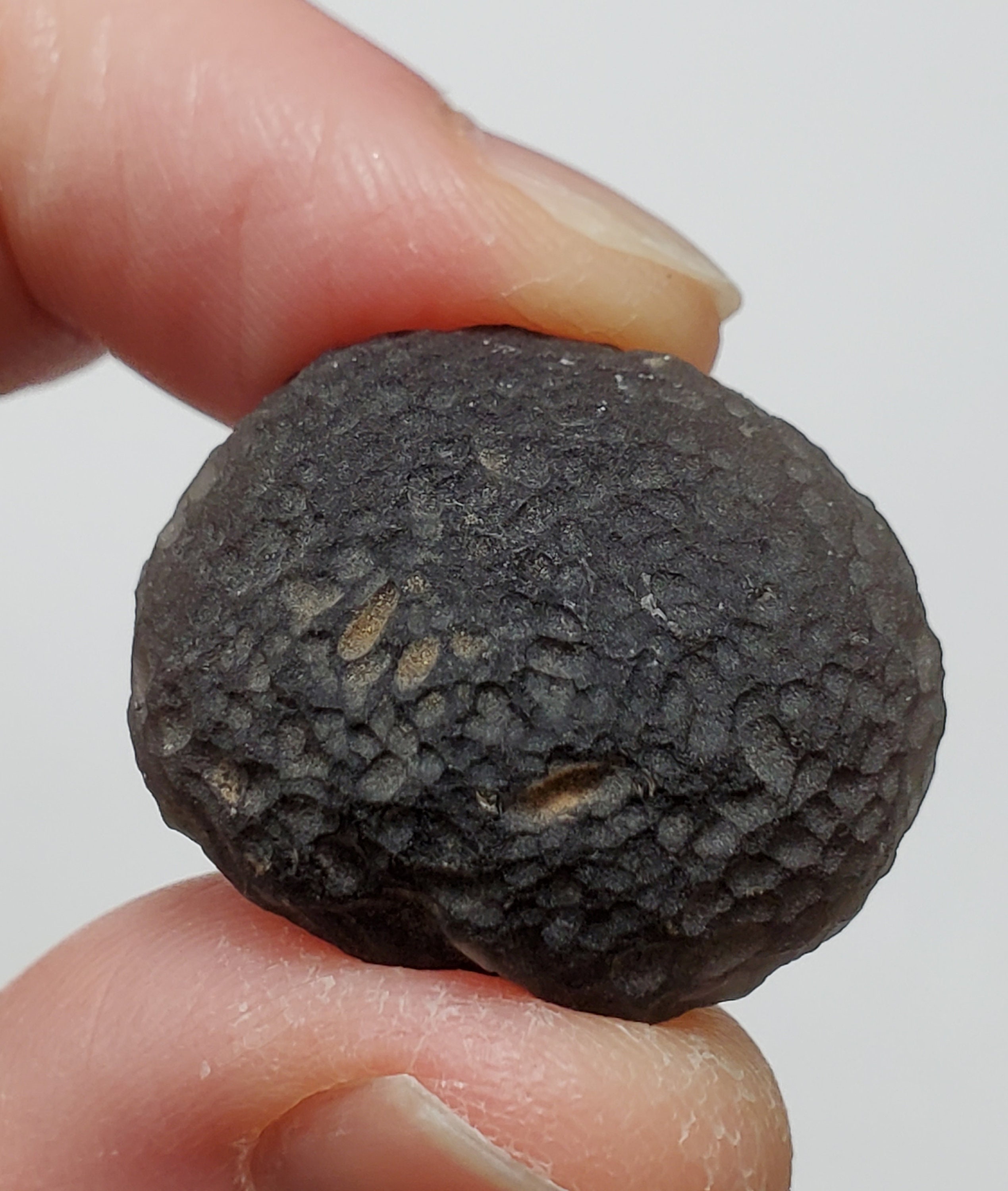 Cintamani Saffordite 11.9 Grams- Cintamani Stone Senora Desert Arizona ...