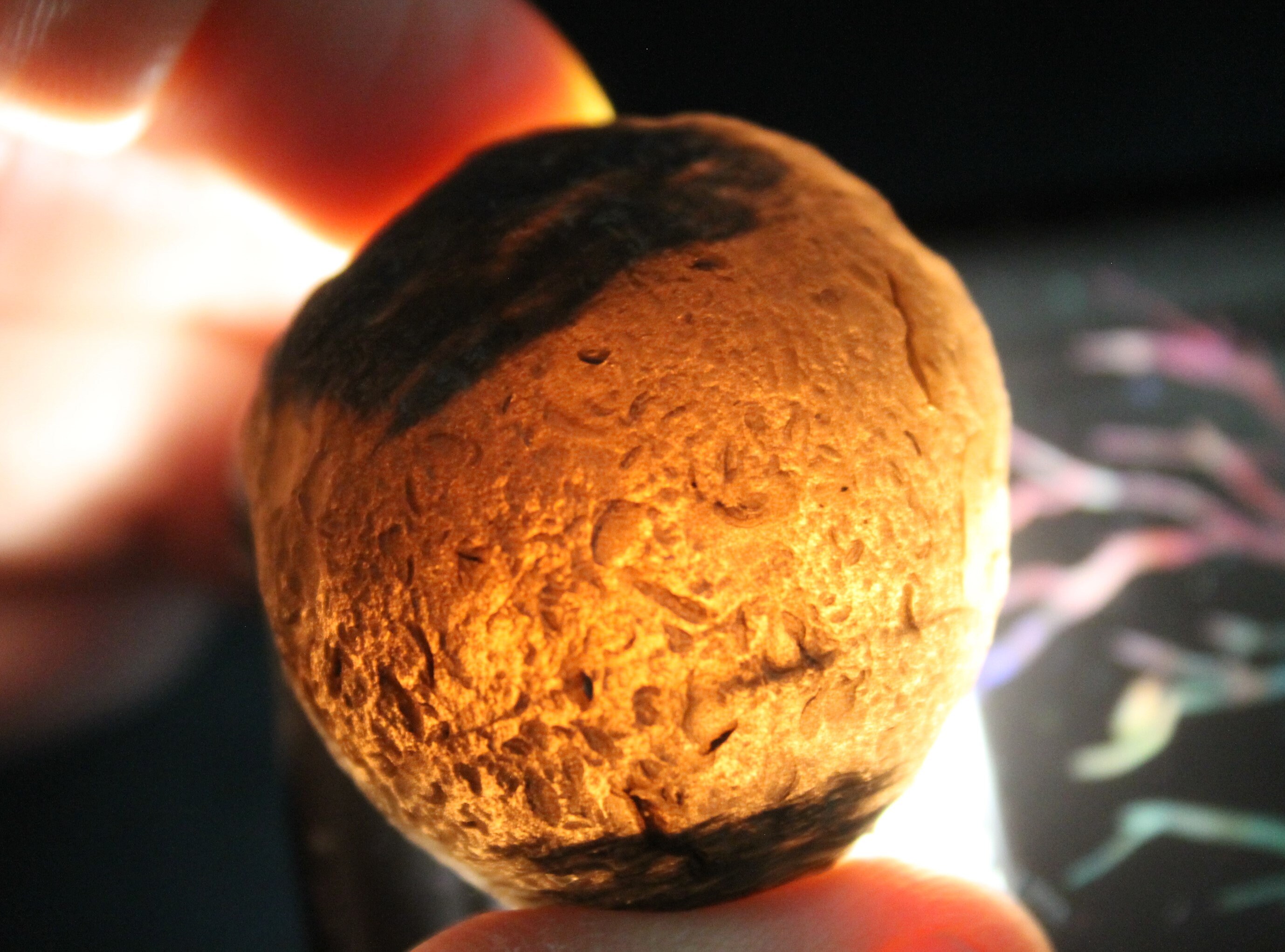 HUGE 44.3 Grams or 221.5 Carat Saffordite Translucent Tektite ...