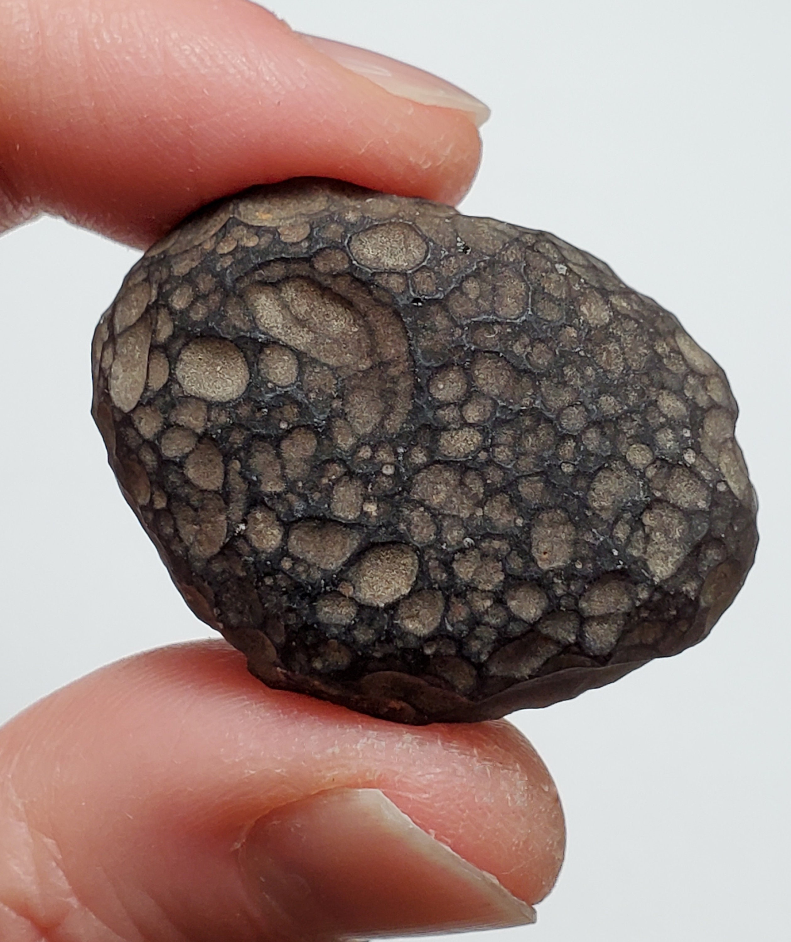Cintamani Saffordite 21.7 Grams- Cintamani Stone Senora Desert Arizona ...