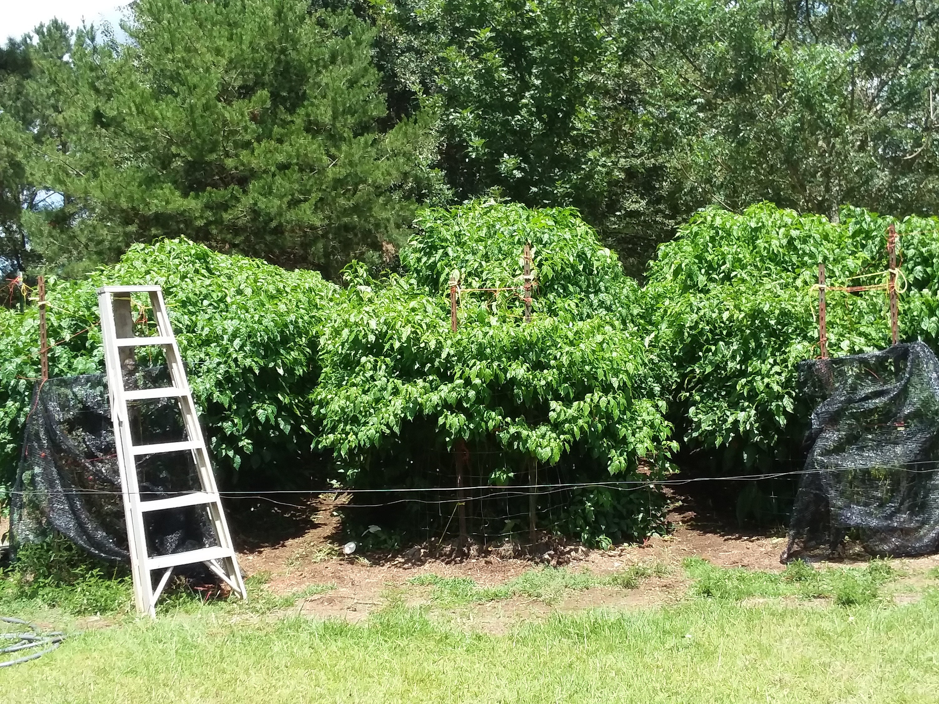 Rare Superhot Pepper Seeds – Including Trinidad Scorpion CARDI & 7 Pot ...